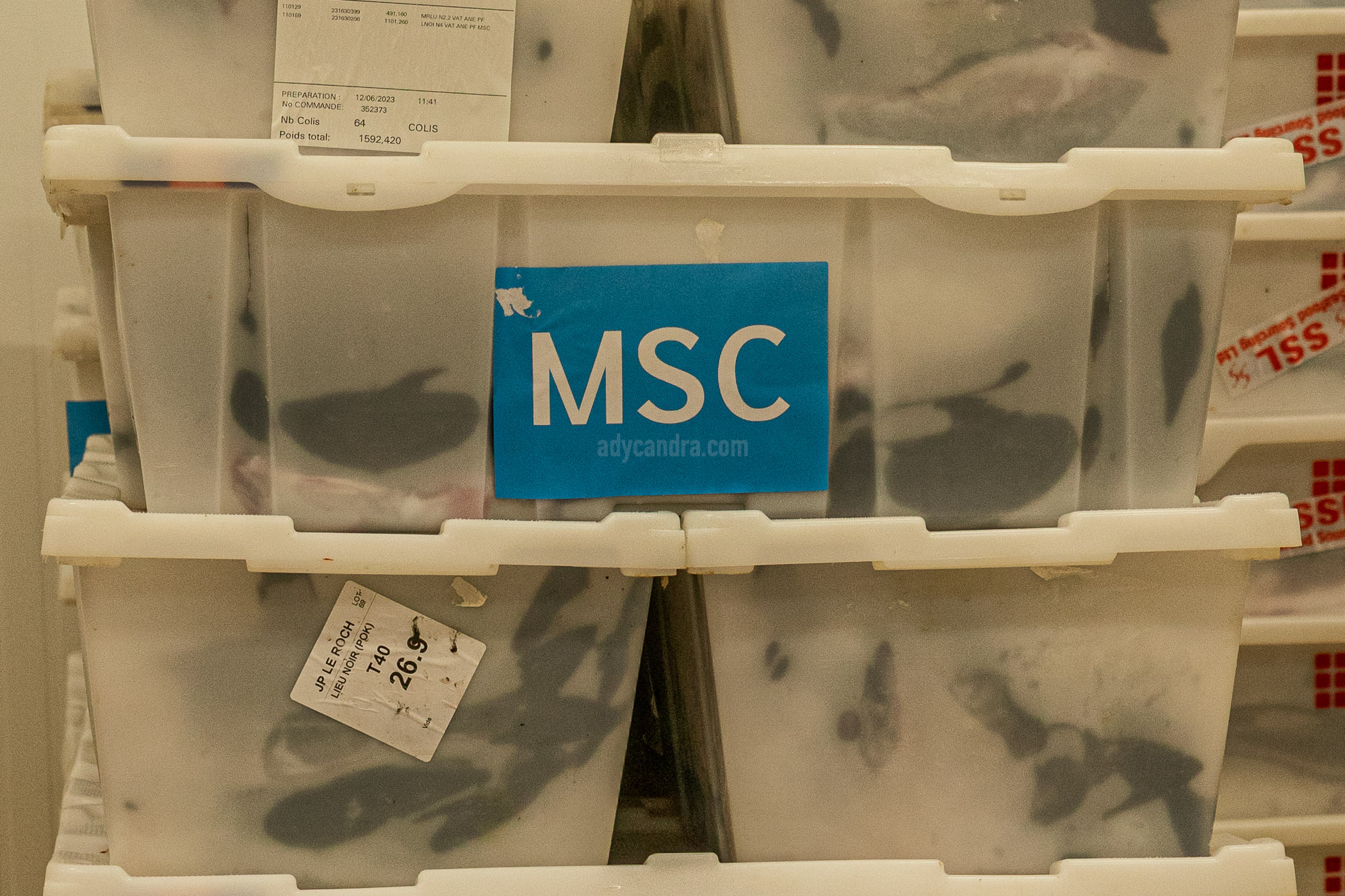 Mengenal Sertifikat Marine Stewards Council (MSC) - Hikayat Foto